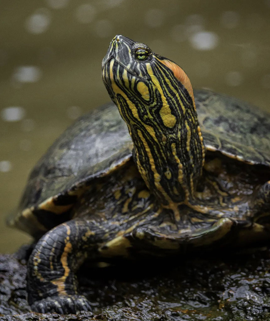 Tortuga tigre de rio o tortuga morrocoyo (Trachemys dorbigni) - El ...