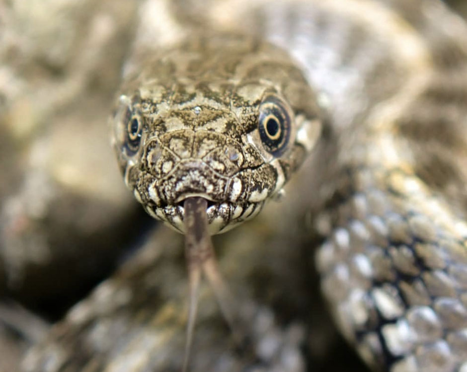 Culebra viperina (Natrix maura) - El Rincon del Botanico