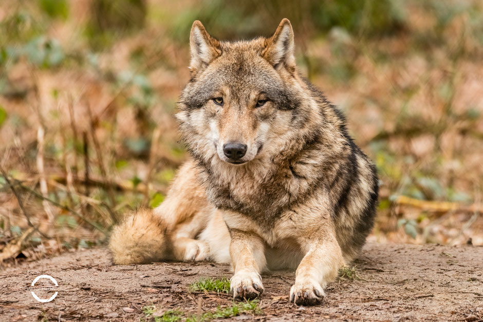 Wilde Tiere nah erleben - VH-Photo.de | Workshops | Landscape | People ...