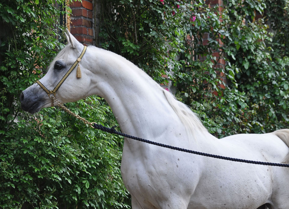 STALLIONS AND COLTS - kheilalmasris Webseite!