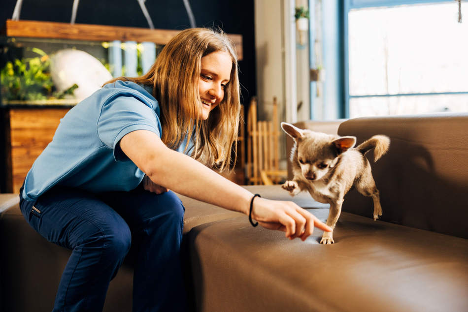 Arbeiten bei MyVets - Kleintierpraxis myVets in Cham / Zug
