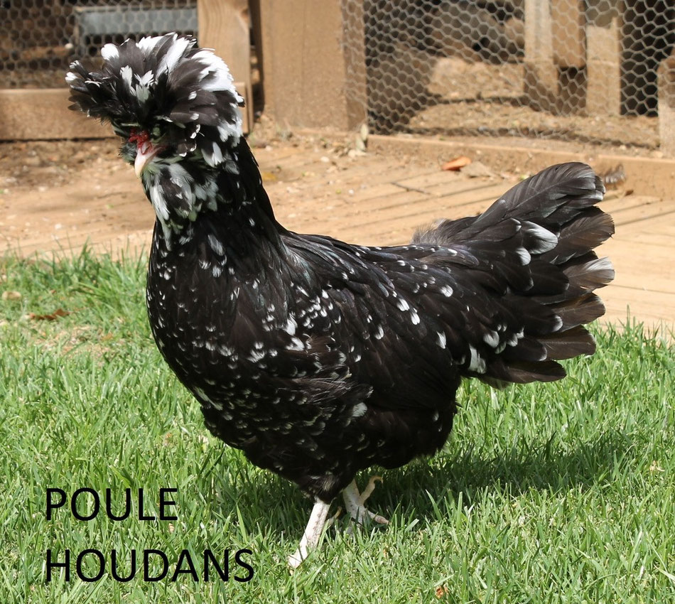 Les différentes races proposées - Les poules de luxe de Bel-Air