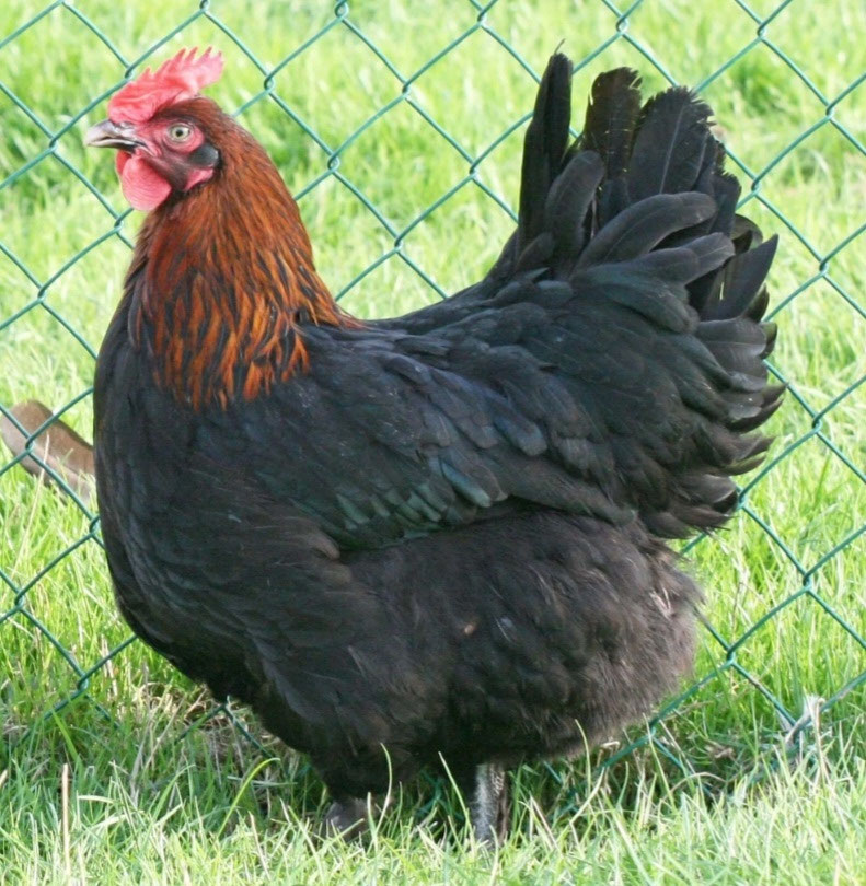 Les différentes races proposées - Les poules de luxe de Bel-Air