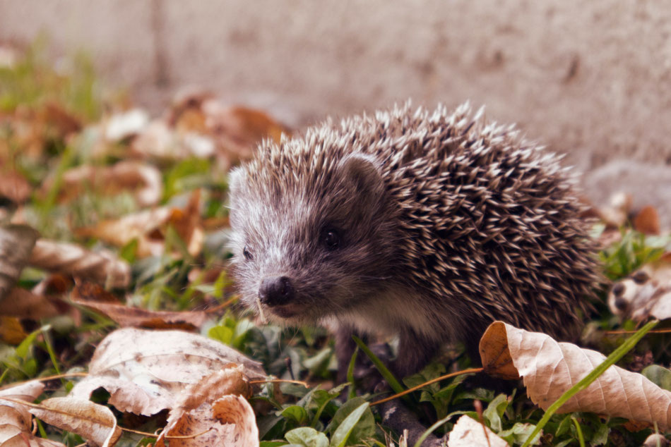 Über Igel im Garten und Winter-Wellness - verArtet - Vera Sistig ...