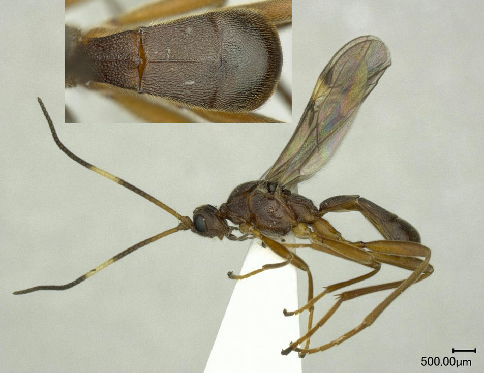 ROGADINAE Förster, 1862 カモドキバチ亜科 - Information station of Parasitoid wasps
