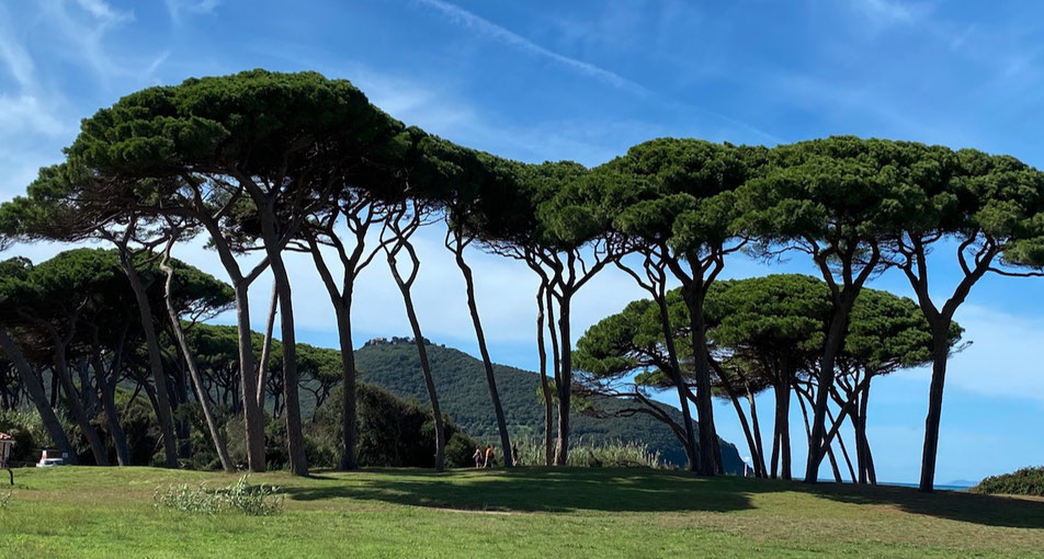 ---NEU IM PROGRAMM--- "Pinus pinea " Schirmpinie, Mittelmeerpinie ...