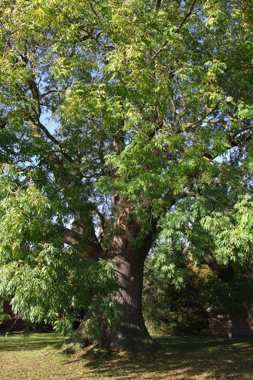 Esche in Mittegroßefehn - baumveteranens Webseite!
