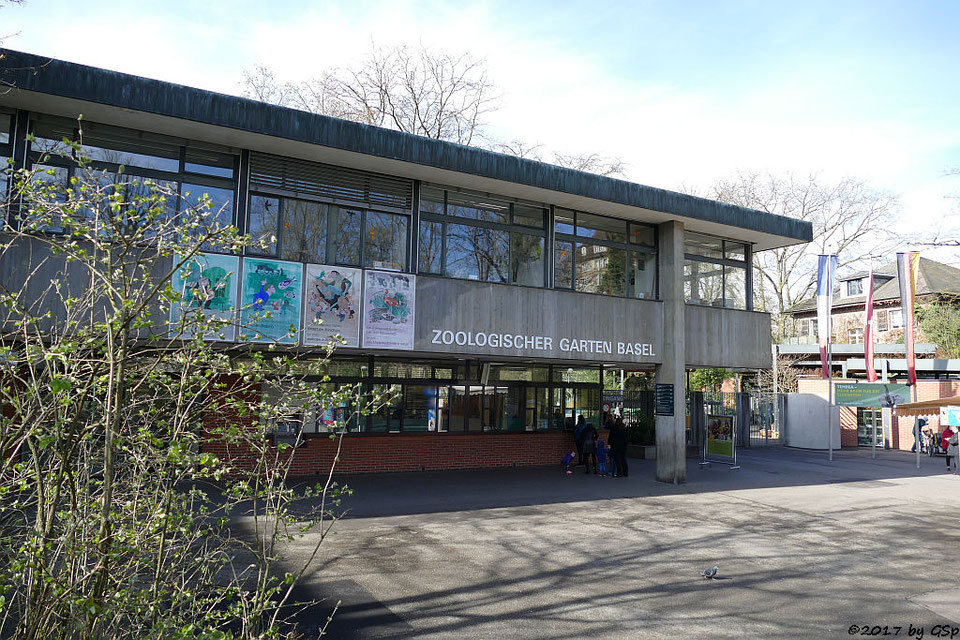 Basel/CH, Zoo - Orchifant - Botanische und Zoologische Gärten