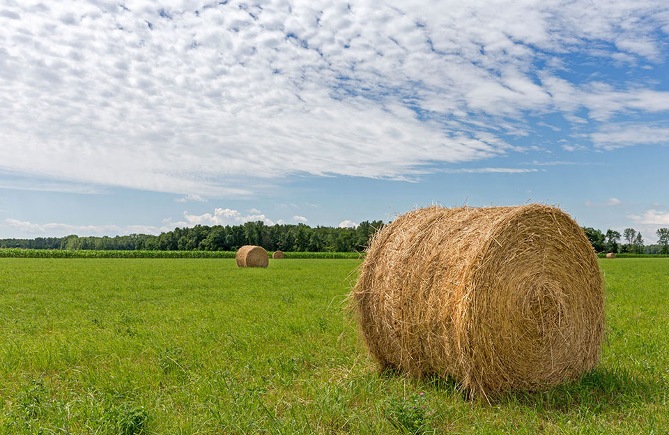 - Utro Fikovit AG - Gesunde Tiere durch gutes Futter!