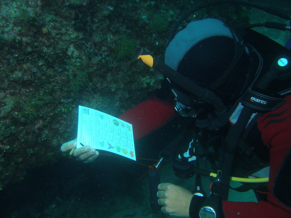 Underwater Monitoring Protocol - Welcome on Reef Check Mediterranean Sea!