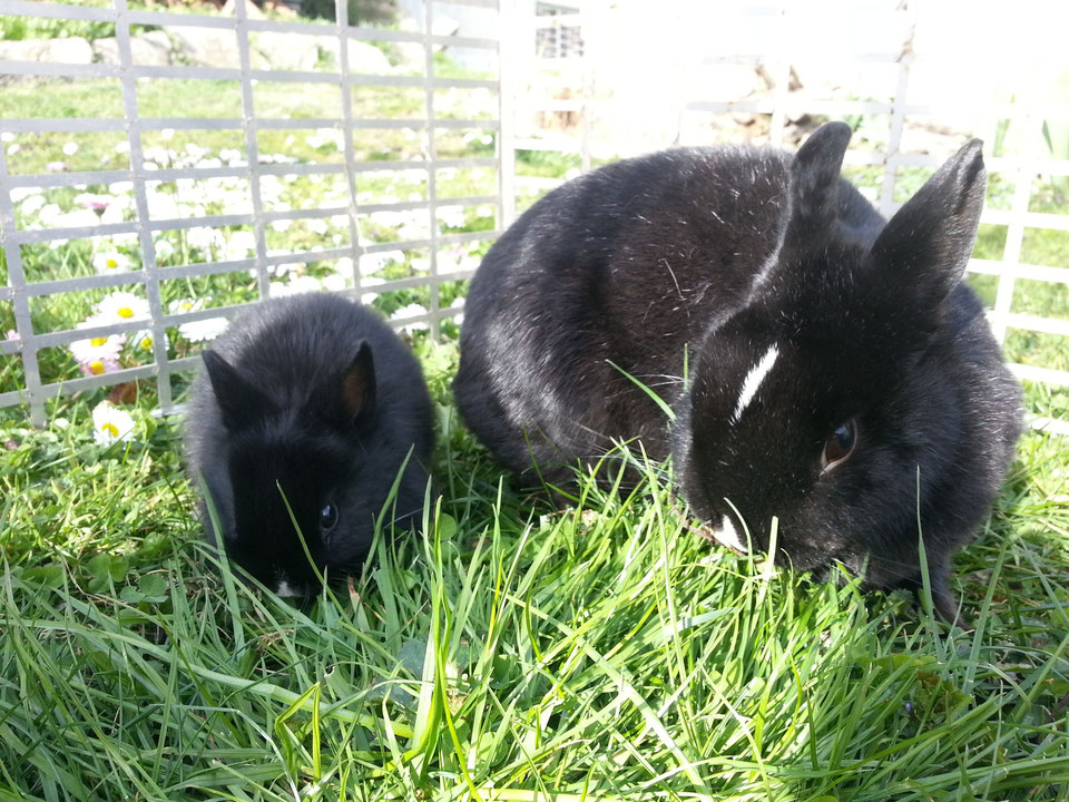 Comment adopter un lapinou - Site de lesptitesnoreilles