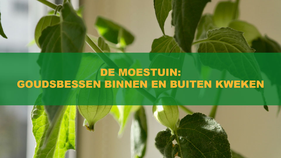 Goudbessen Binnen En Buiten Kweken - foodplanting.com