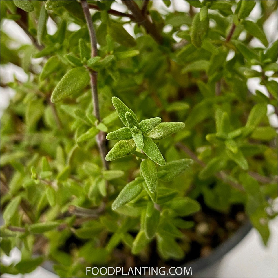 De kruidentuin: Het kweken van tijm (Thymus vulgaris) - foodplanting.com