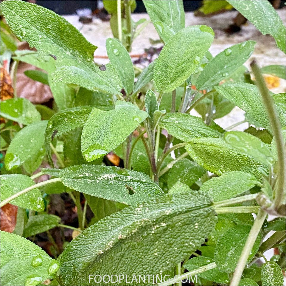 De kruidentuin: Het kweken van salie (Salvia officinalis ...