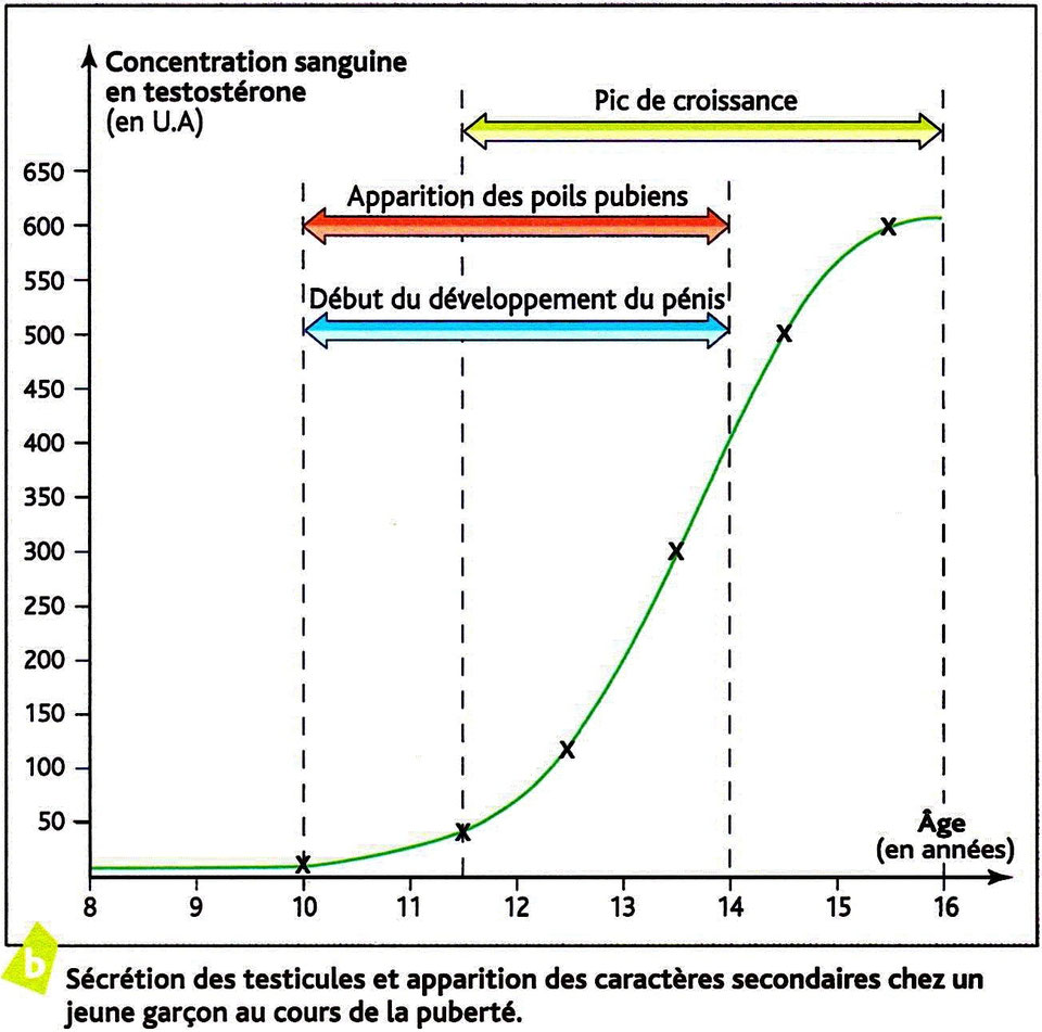 La communication hormonale au sein de l'organisme - Site de cours de ...