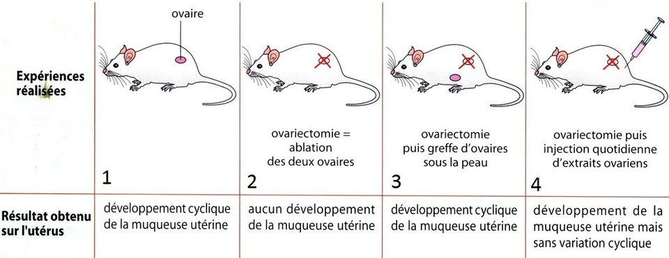 La communication hormonale au sein de l'organisme - Site de cours de ...