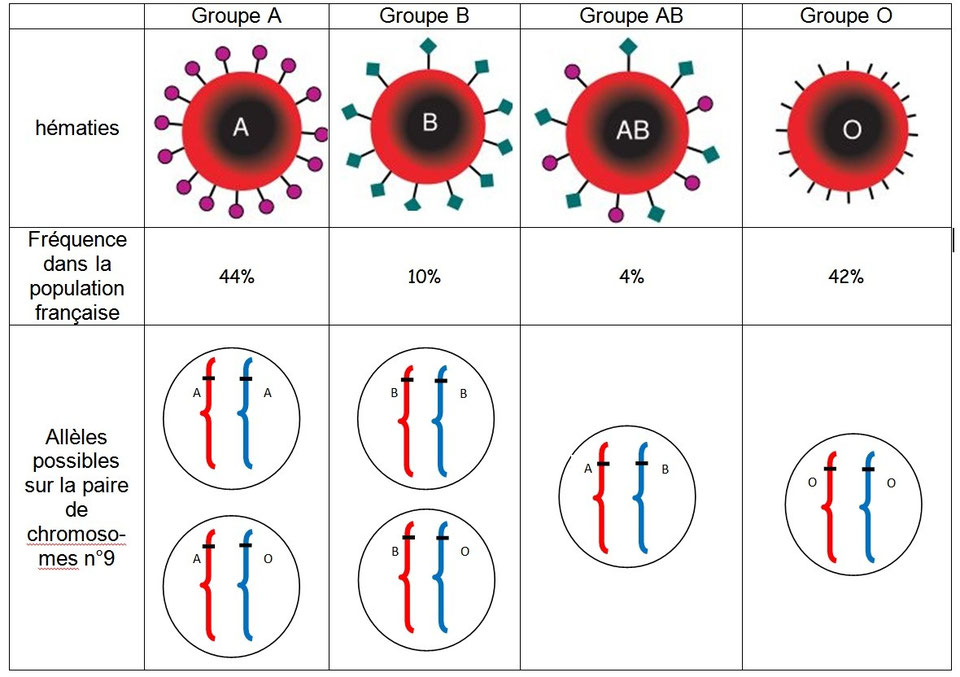 Chromosomes et information héréditaire - Site de cours de collège et ...