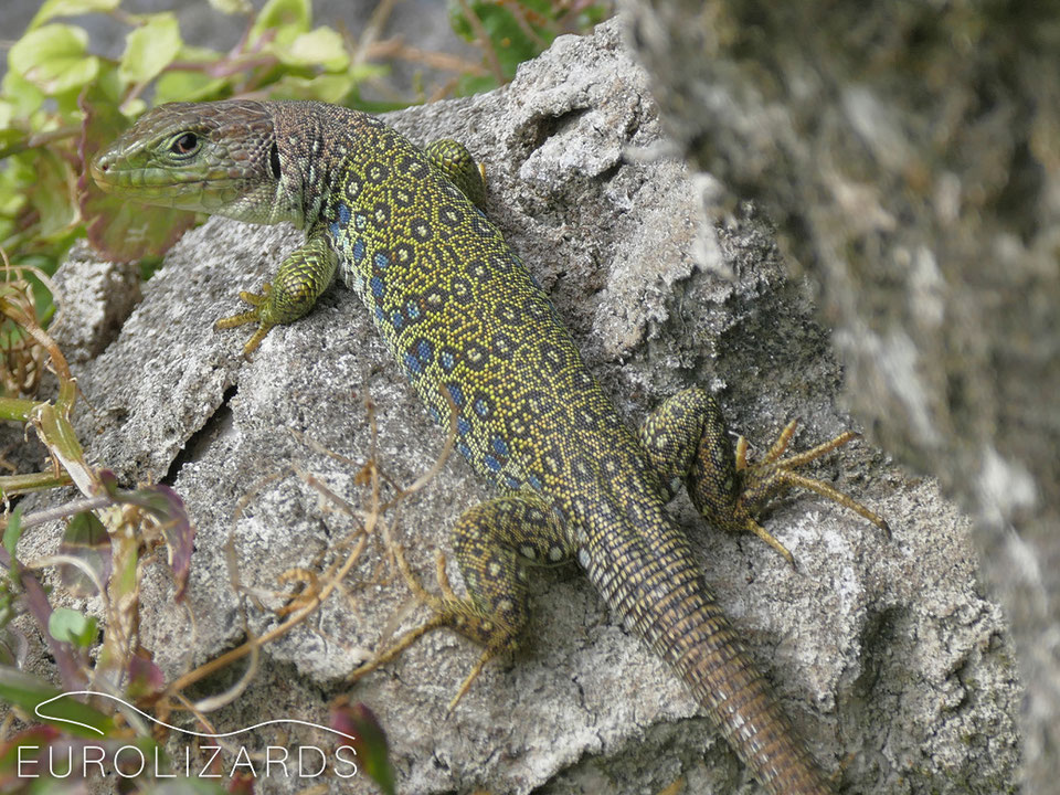 Timon lepidus - Ocellated Lizard - EUROLIZARDS