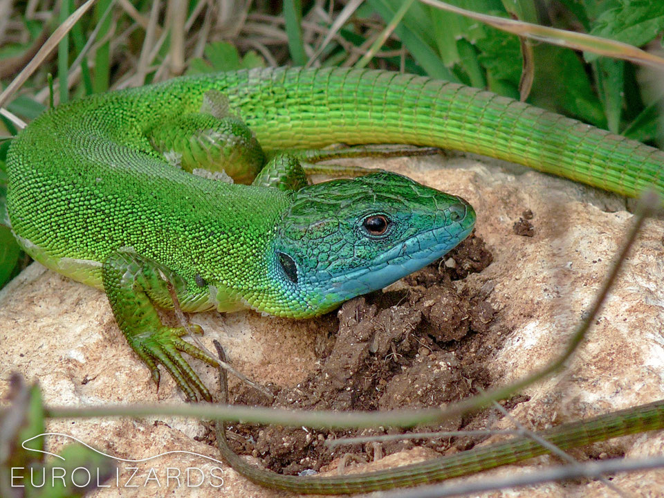 Lacerta bilineata - Western Green Lizard - EUROLIZARDS