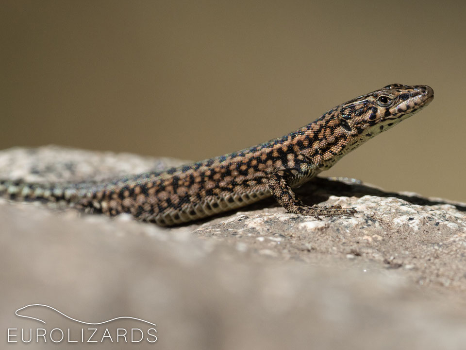 Podarcis lusitanicus - "Lusitanian Wall Lizard" - EUROLIZARDS