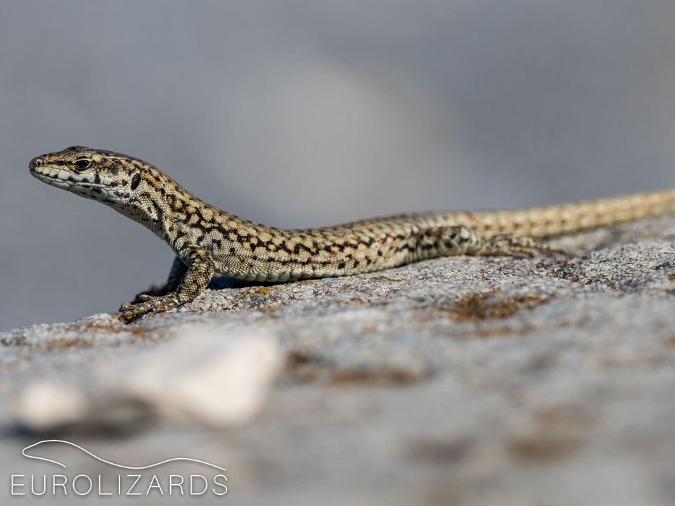 Podarcis liolepis - Catalonian Wall Lizard - EUROLIZARDS
