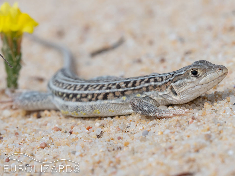 Acanthodactylus erythrurus - Spiny-footed Lizard - EUROLIZARDS