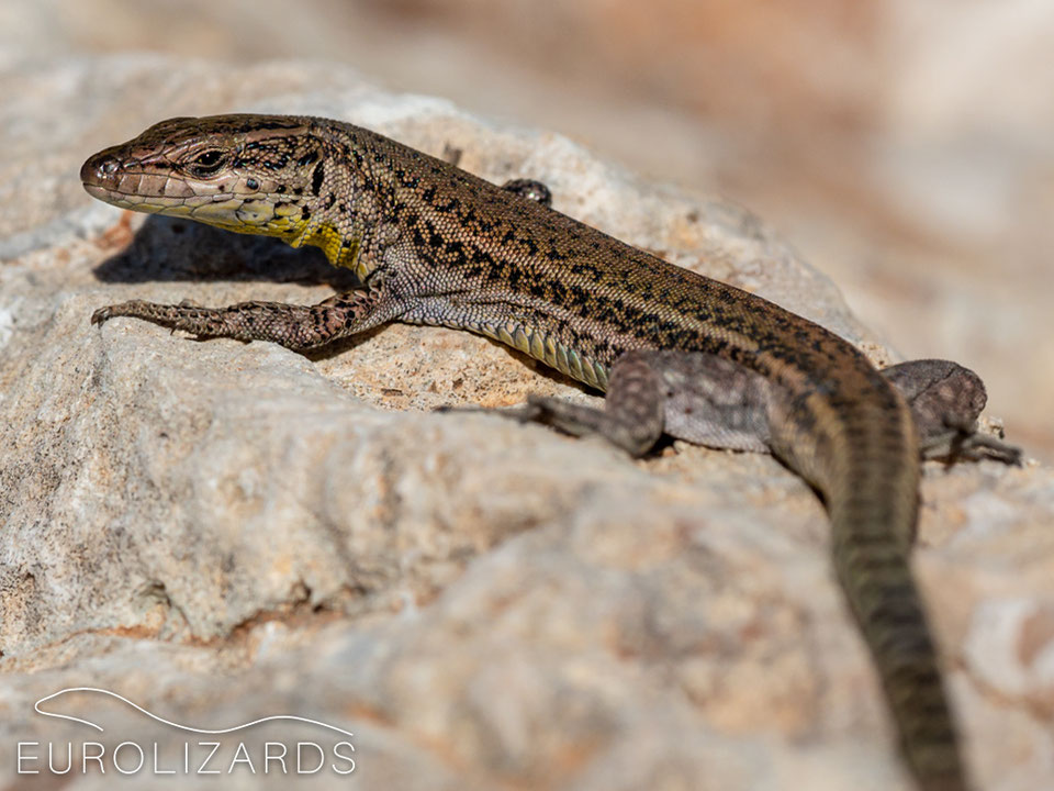 Podarcis hispanicus - Spanish Wall Lizard - EUROLIZARDS