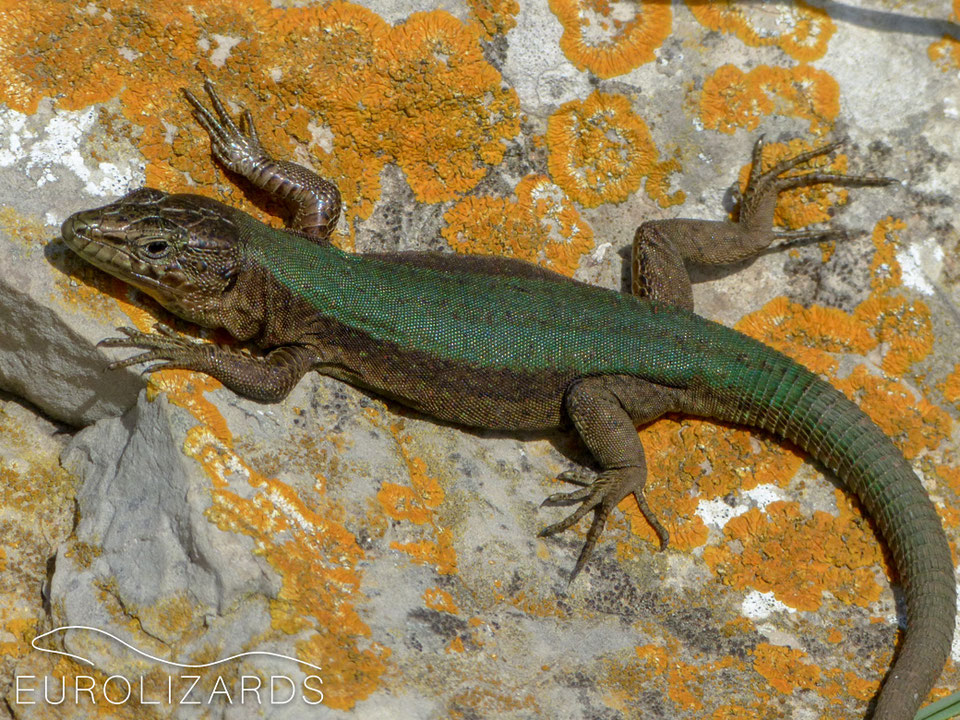 Podarcis lilfordi - Lilford's Wall Lizard - EUROLIZARDS