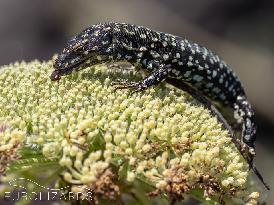 Podarcis filfolensis - Maltese Wall Lizard - EUROLIZARDS