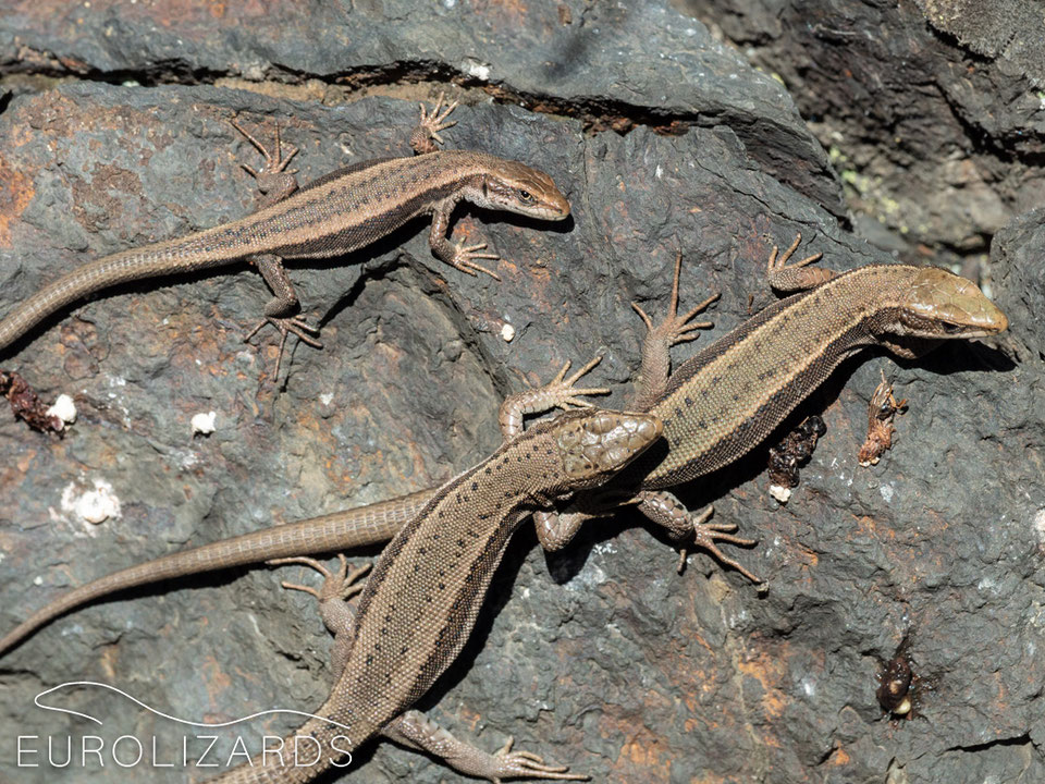 Iberolacerta aranica - Aran Rock Lizard - EUROLIZARDS