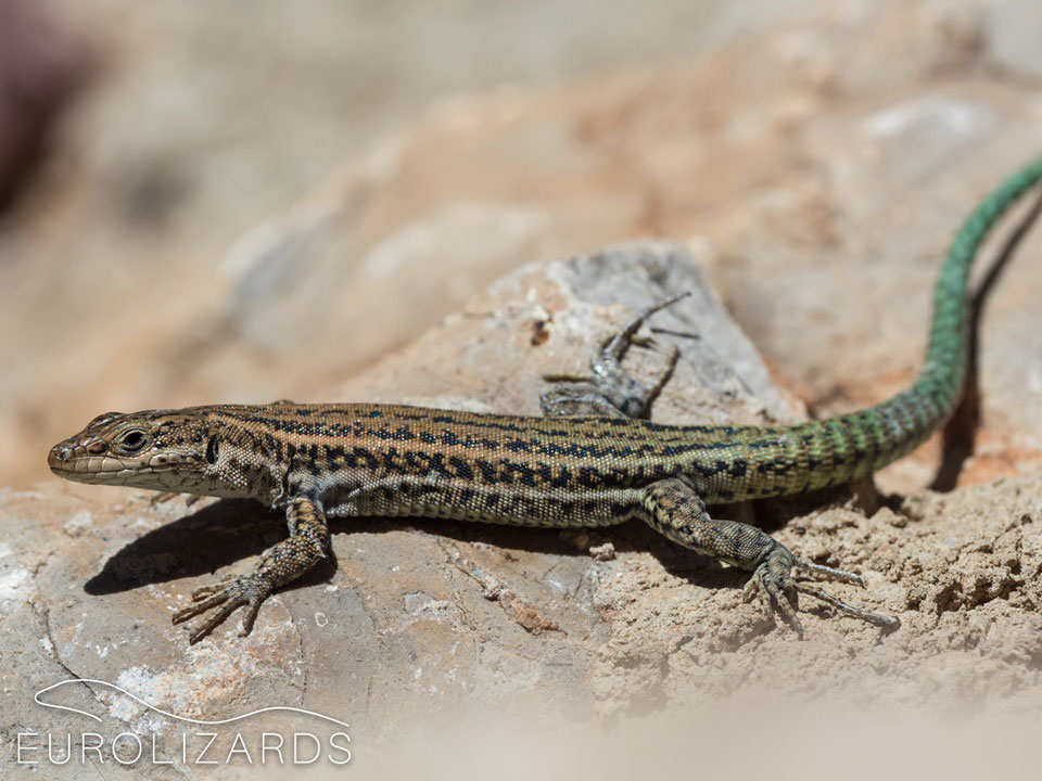Podarcis hispanicus - Spanish Wall Lizard - EUROLIZARDS