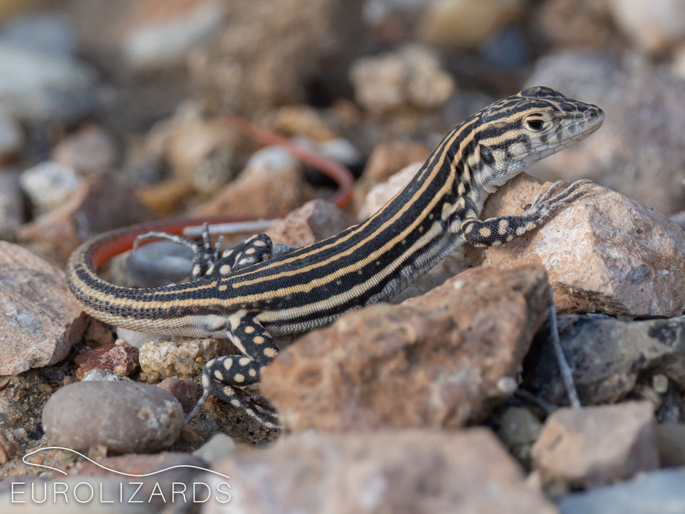 Acanthodactylus erythrurus - Spiny-footed Lizard - EUROLIZARDS