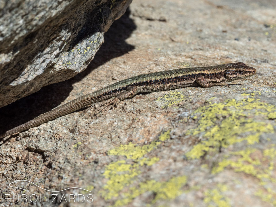 Iberolacerta bonnali - Pyrenean Rock Lizard - EUROLIZARDS