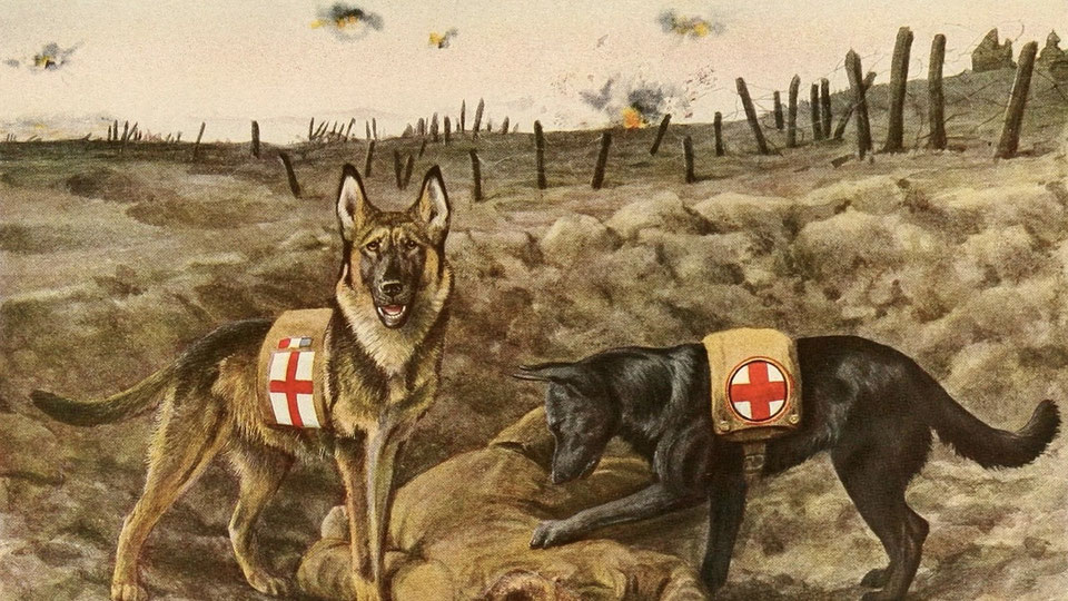 Unsung heroes of WWI: The vital role of animals in the trenches ...