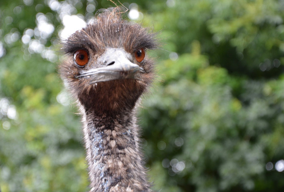 The Great Emu War: when the Australian Army was defeated by a flock of ...