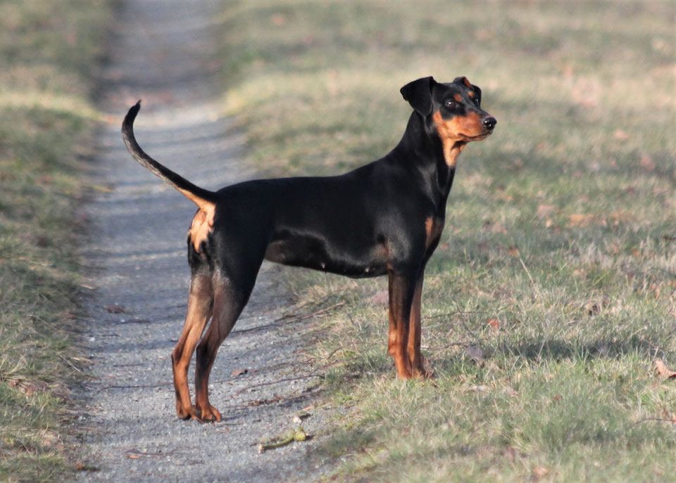 Wurfplanung Deutscher Pinscher - Zwergpinscher und Deutsche Pinscher ...