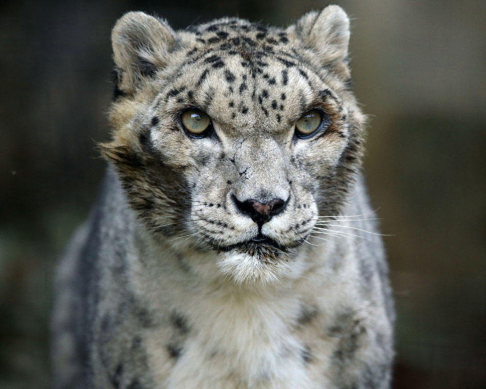 Shynghyz - der älteste Schneeleopard der Welt - raubkatzen-in ...