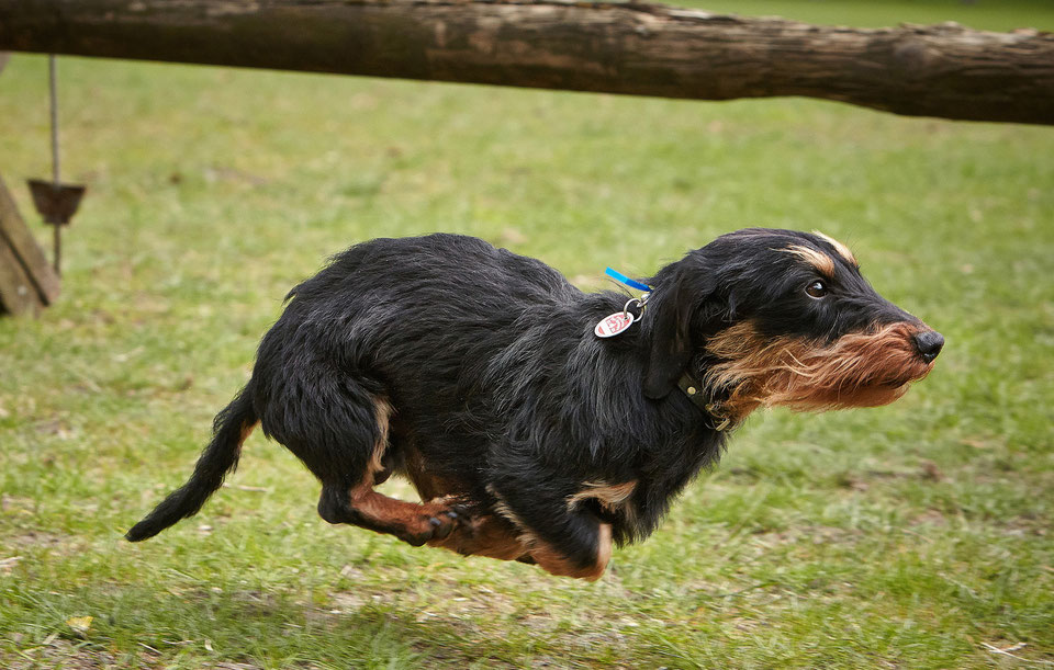 Bilder Dackelrennen - Dackel Club Elmshorn