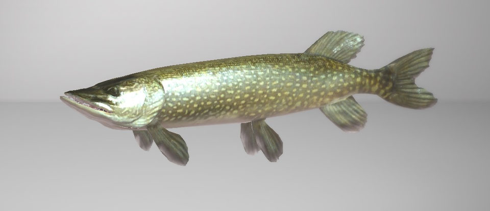 Fischarten - caruptors-fishingplanet-guides Webseite!