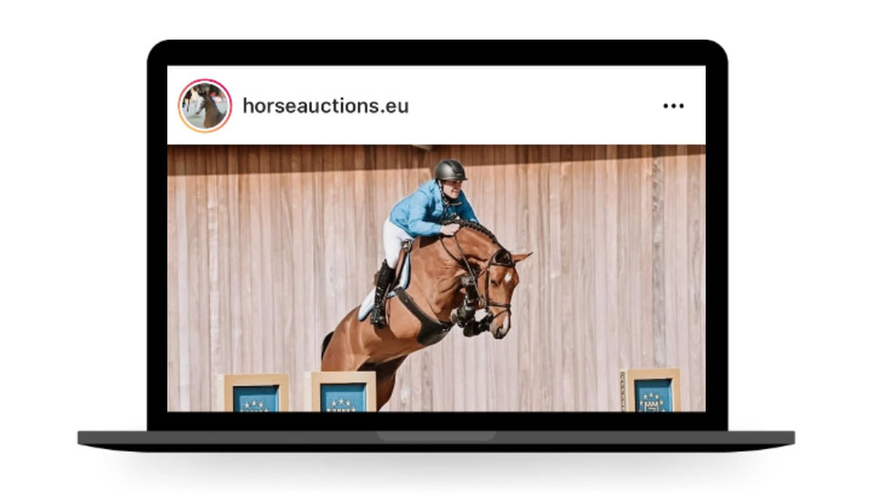 The only place with all horse auctions - Horse Auctions Europe