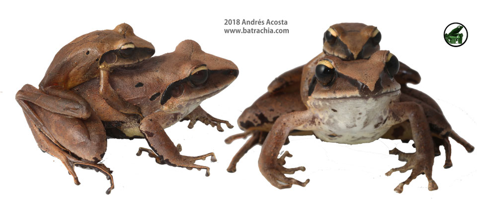 Craugastor metriosistus - Lista de Los Anfibios de Colombia