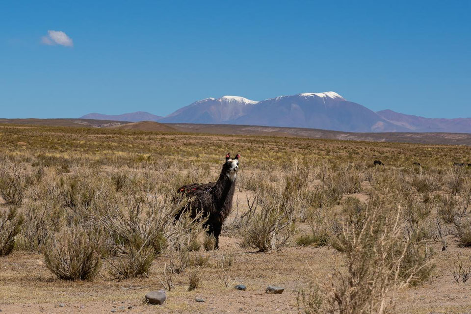 Lama, Alpaka, Guanako, Vikunja – was ist der Unterschied ...