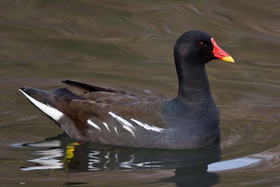 Gallinella d'acqua - Benvenuti su uccellideuropa!