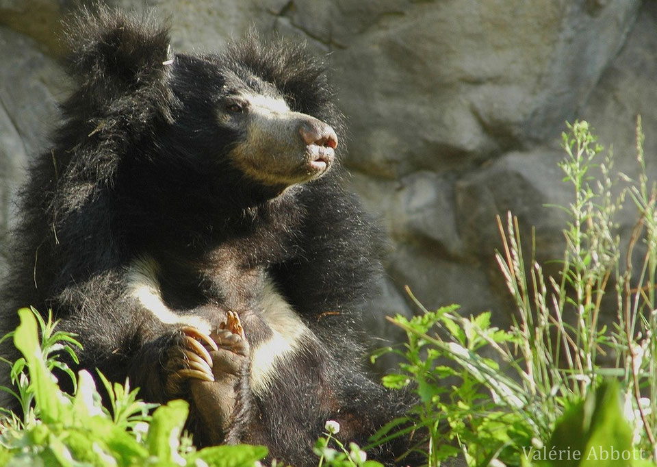 Ours lippu : poids, taille, longévité, habitat, alimentation ...