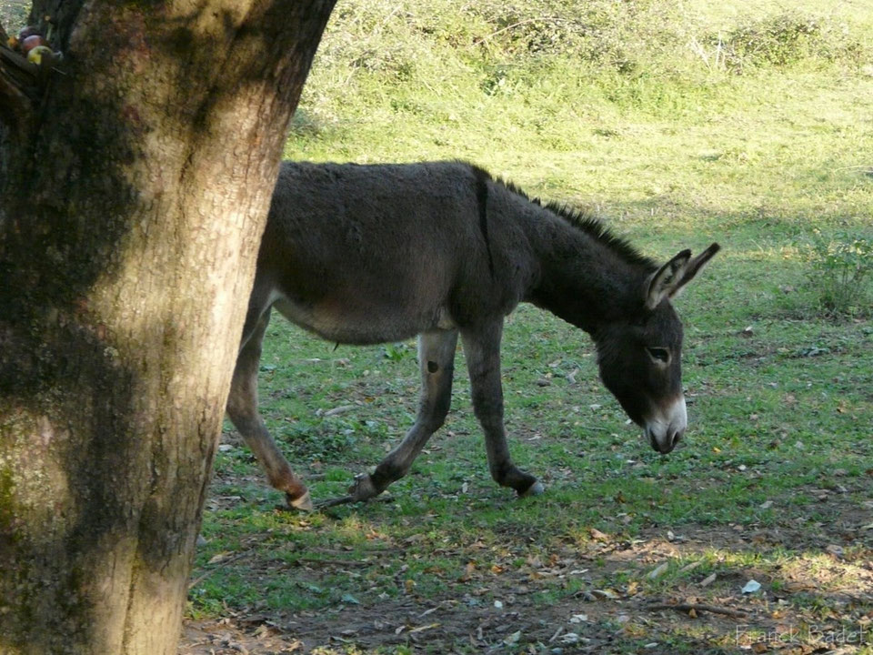 Ane de Provence - Dictionnaire des animaux