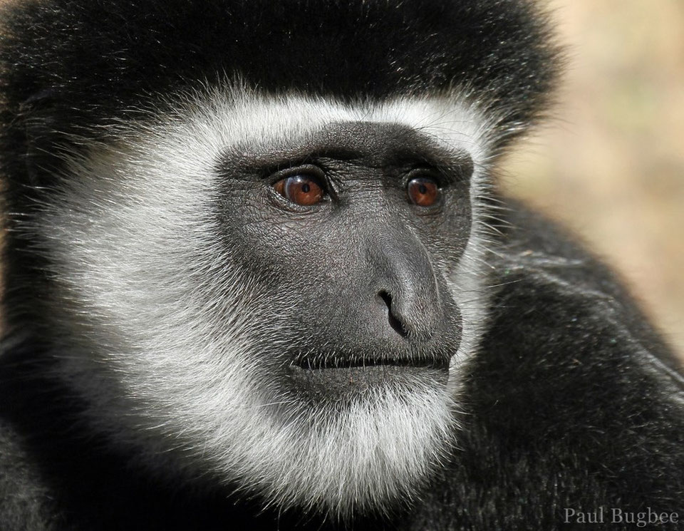 Colobe d'Angola : poids, taille, longévité, habitat, alimentation ...