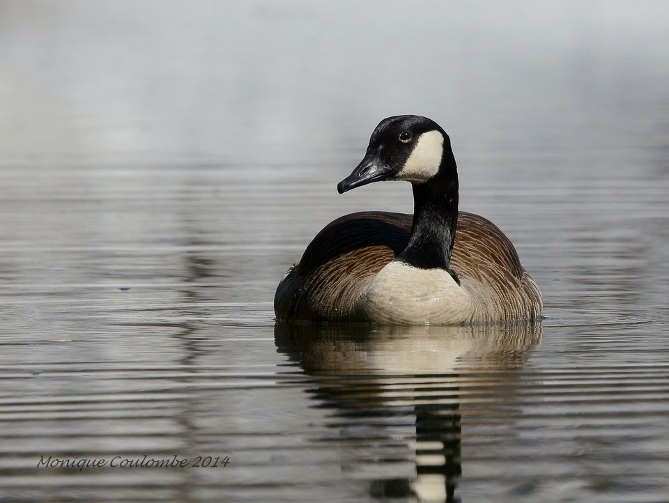 Bernache du Canada : taille, poids, répartition, reproduction ...