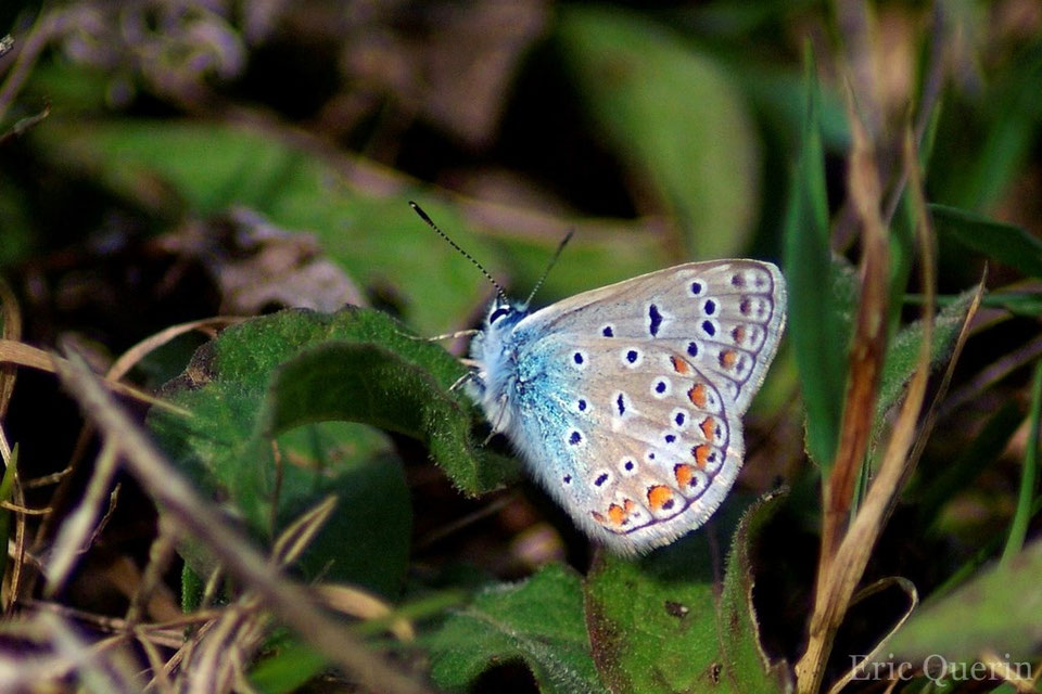 Argus bleu : taille, poids, habitat, reproduction - Dictionnaire des ...