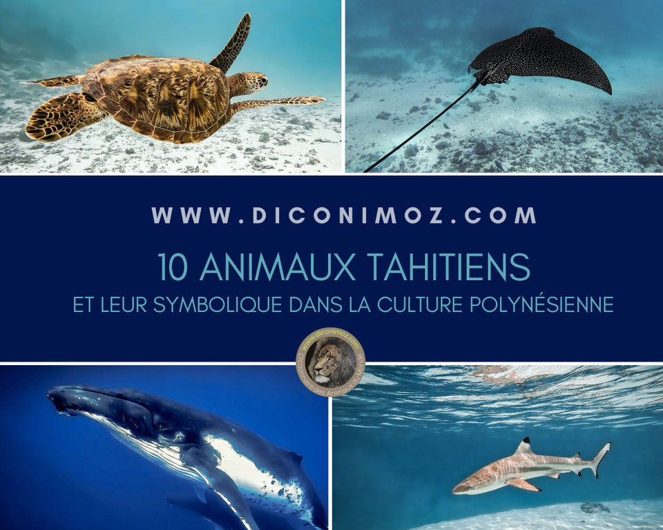 10 animaux tahitiens et leur symbolique dans la culture polynésienne ...