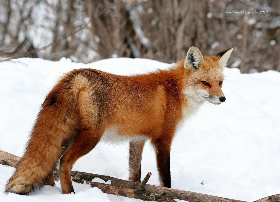 Renard roux : poids, taille, longévité, habitat, alimentation ...